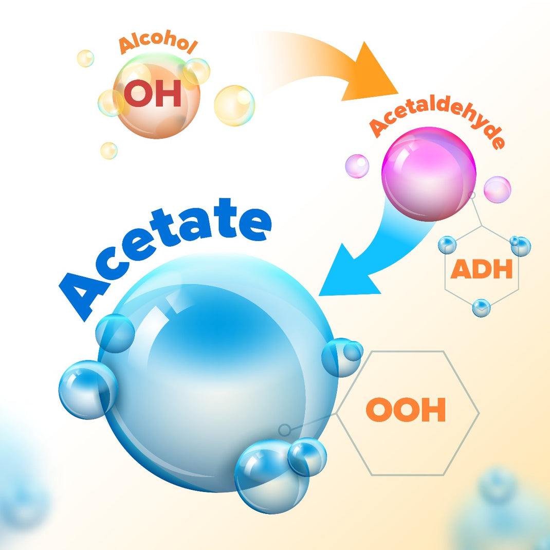 How Your Body Breaks Down Alcohol – DrinkDefendly